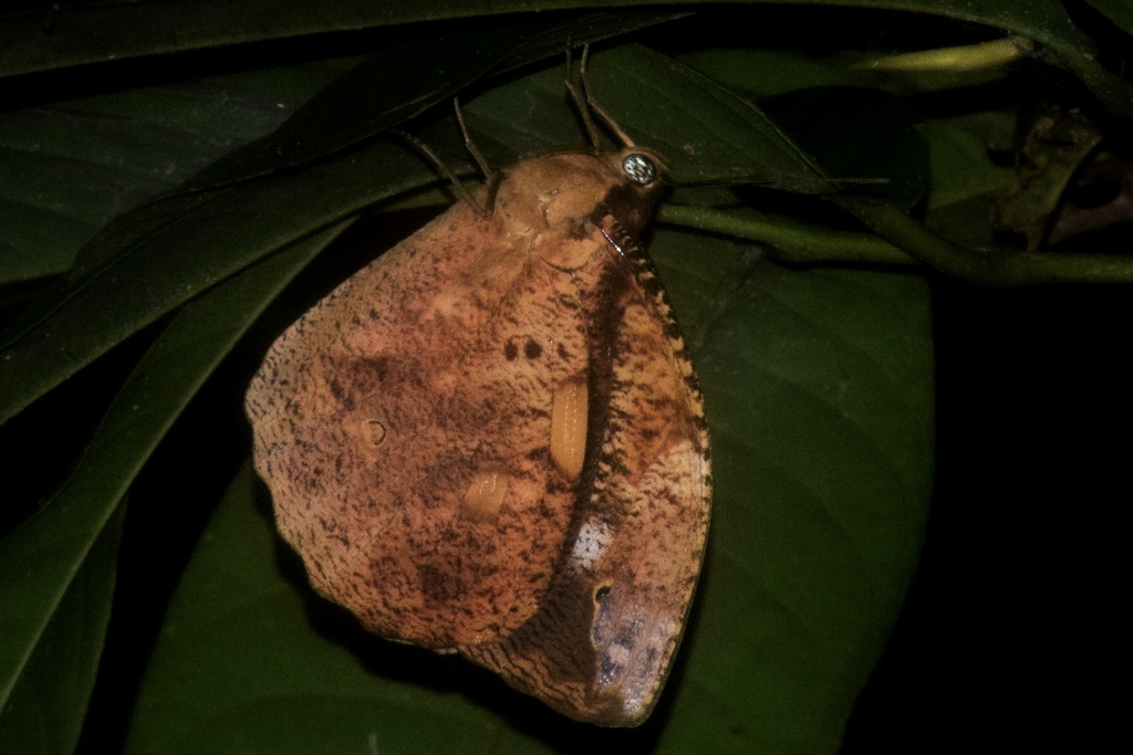 Daring Owl-Butterfly from Princes Town Regional Corporation, Trinidad ...