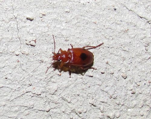 Lebia mesostigma · iNaturalist