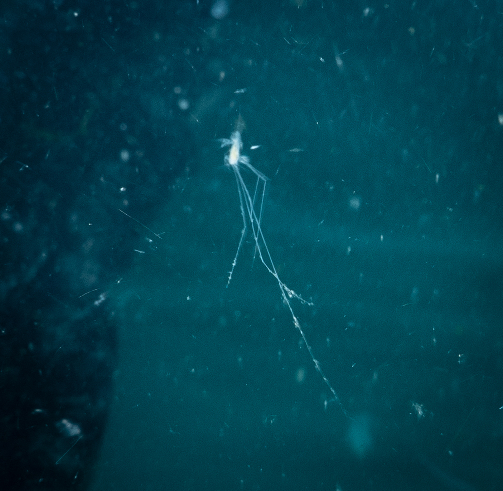 Munnopsidae from Monterey County, CA, USA on April 15, 2021 at 06:35 PM ...