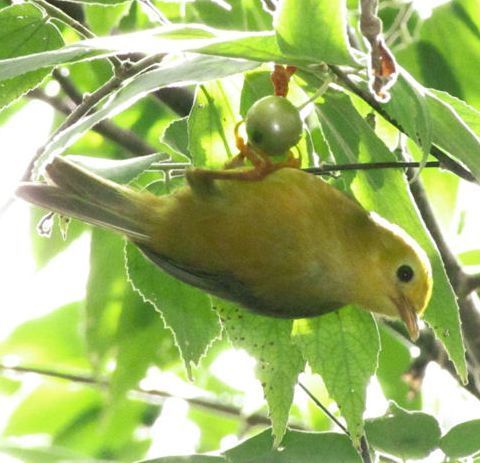 (Cleptornis) - Avian Discovery