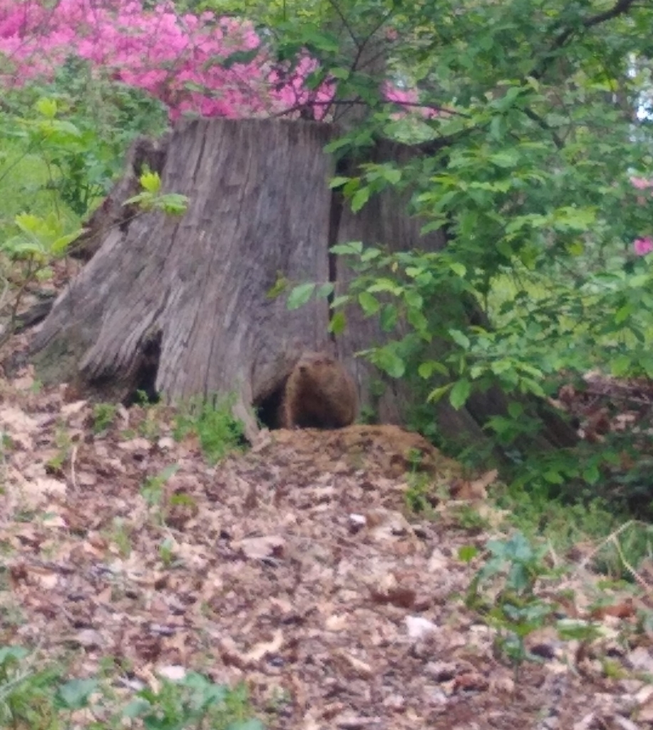 Groundhog from Washington, DC 20002, USA on April 18, 2021 at 05:35 PM ...