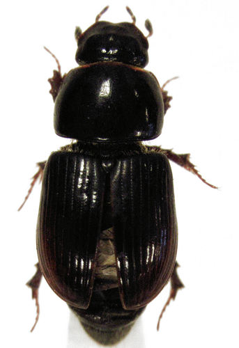 Aphodius granarius · iNaturalist