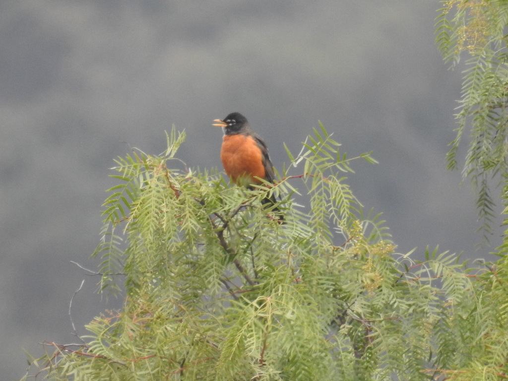 American Robin from Apaxco, Méx., México on November 30, 2017 at 09:14 ...