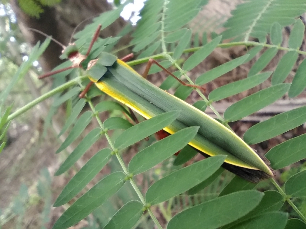Calvisia virbius from Ko Phayam, Mueang Ranong District, Ranong ...
