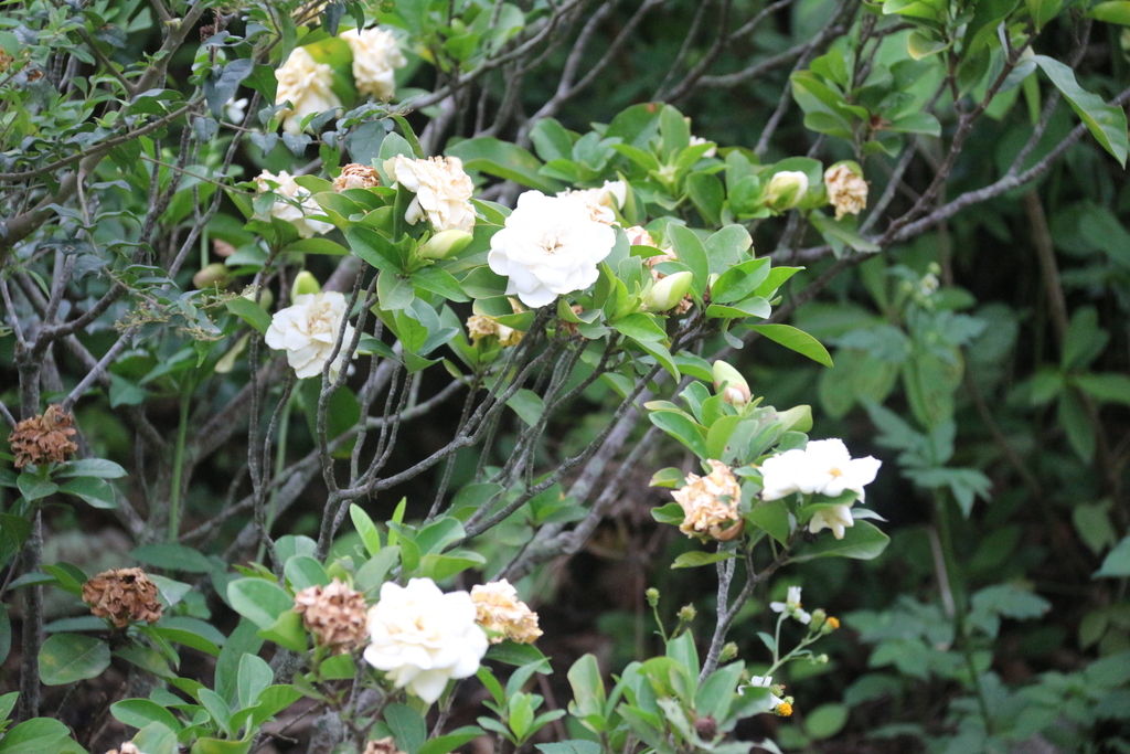 Fortune's Cape Jasmine from Wetland Park Rd, Tin Shui Wai, Hong Kong on ...