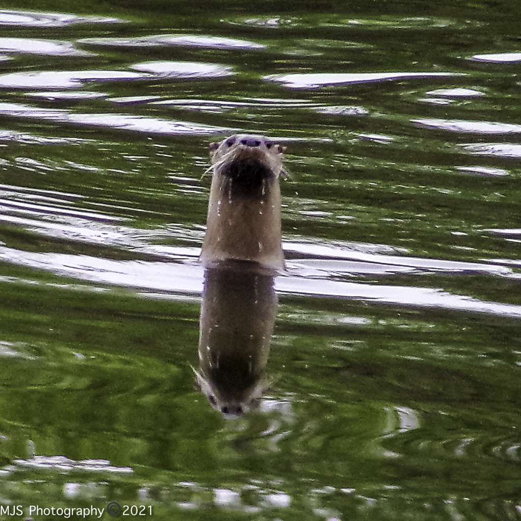 North American River Otter from Westfields Blvd, Chantilly, VA, US on ...