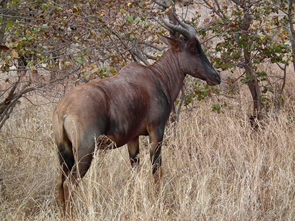 Common Tsessebe in August 2010 by Christopher Shepherd · iNaturalist