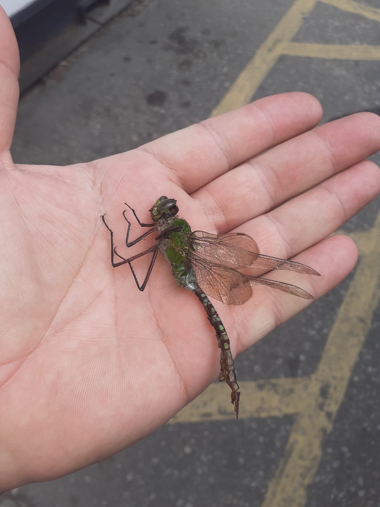 Blue-spotted Comet Darner from Cascata do Imbuí, Petrópolis - RJ ...