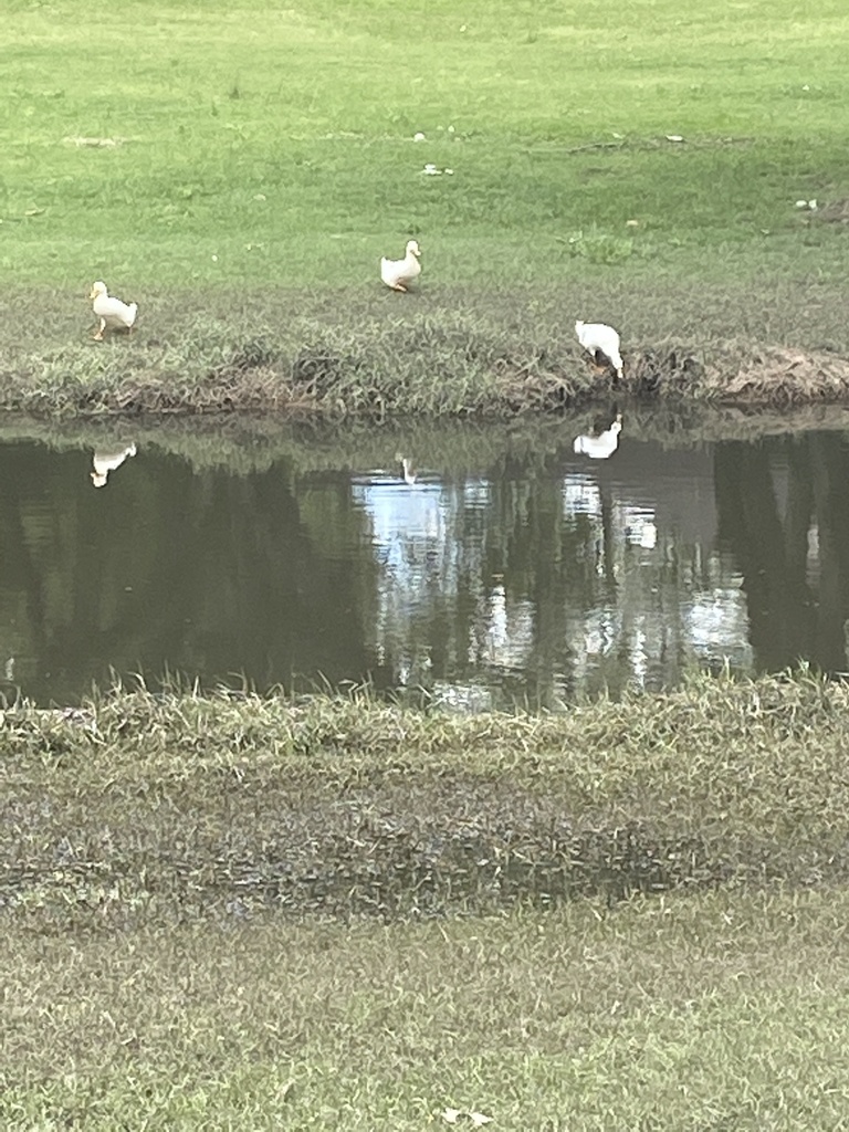Domestic Mallard from E Lakeshore Dr, Baton Rouge, LA, US on April 18 ...