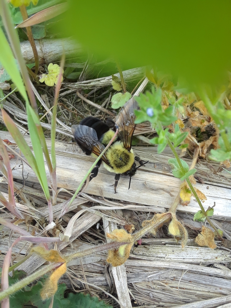 Common Eastern Bumble Bee from Clarksville, TN 37040, USA on April 19 ...