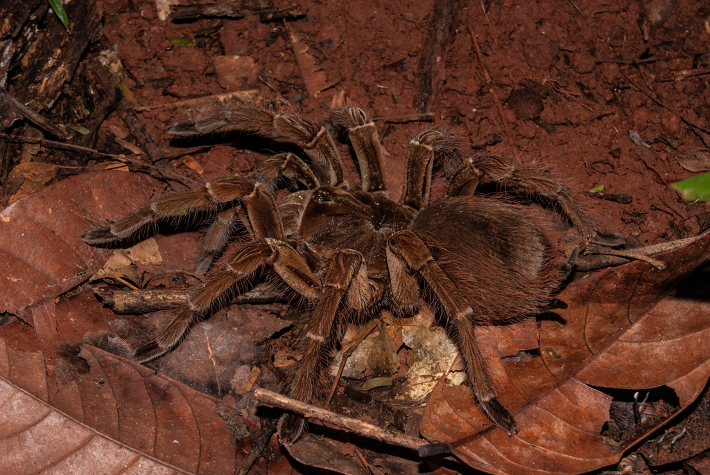 Goliath Birdeater in January 2015 by Rodrigo Tinoco. caranguejeira - sp ...