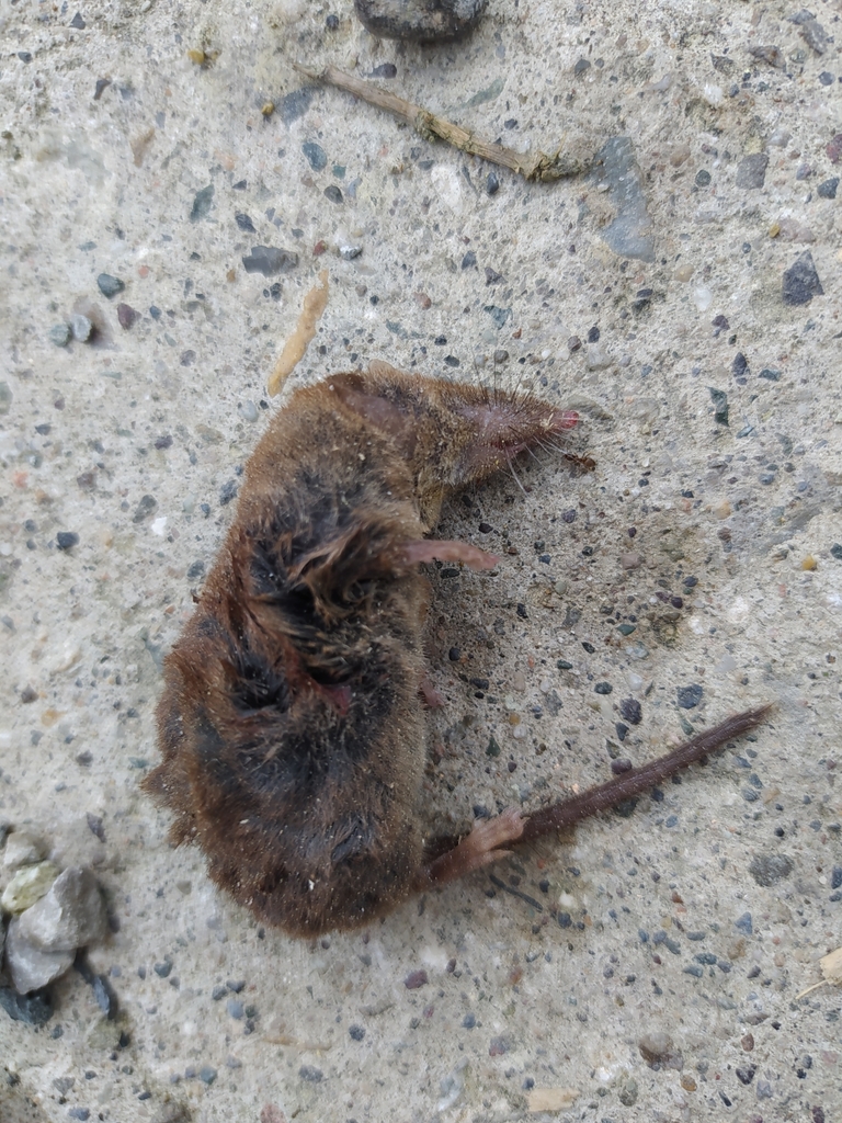 Caucasian Pygmy Shrew from Кучукдере, Сочи, Краснодарский край, Россия ...