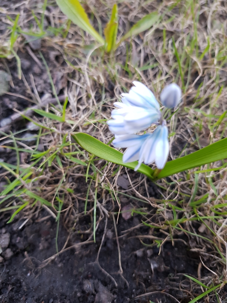 striped squill from Helsinki on April 20, 2021 at 07:40 AM by inquiry · iNaturalist