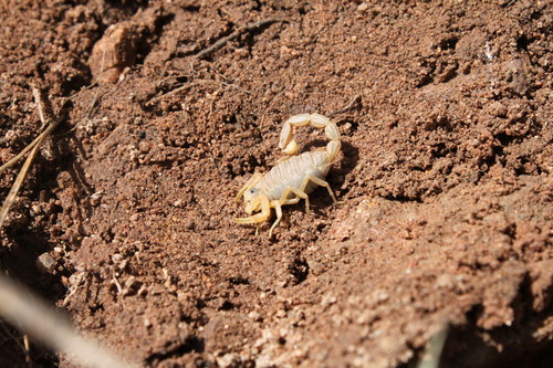French Scorpions, naturalist · iNaturalist.org
