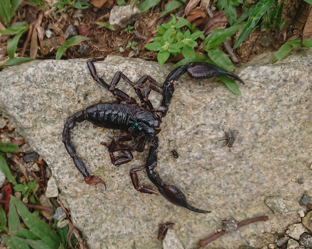 Giant Blue Scorpion from Gunung Pulai on April 17, 2021 at 10:55 AM by ...