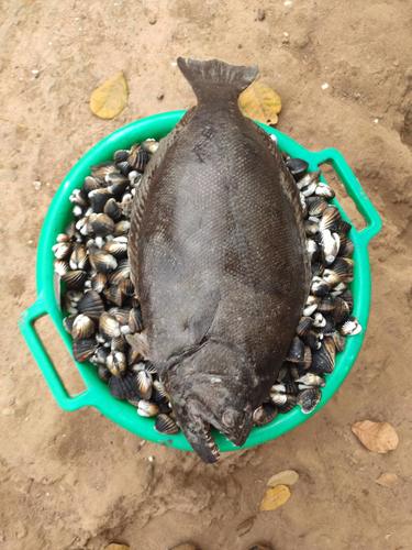Spiny Turbot (Psettodes bennettii) · iNaturalist