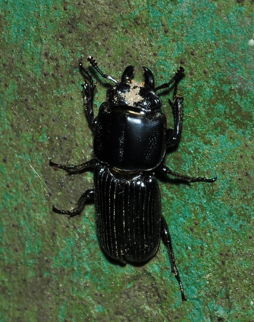 Figulus binodulus from 孫龍步道 on April 11, 2021 at 03:47 PM by 邱仲良 ...