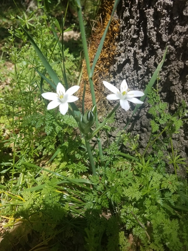 Observations by simoneysg · iNaturalist