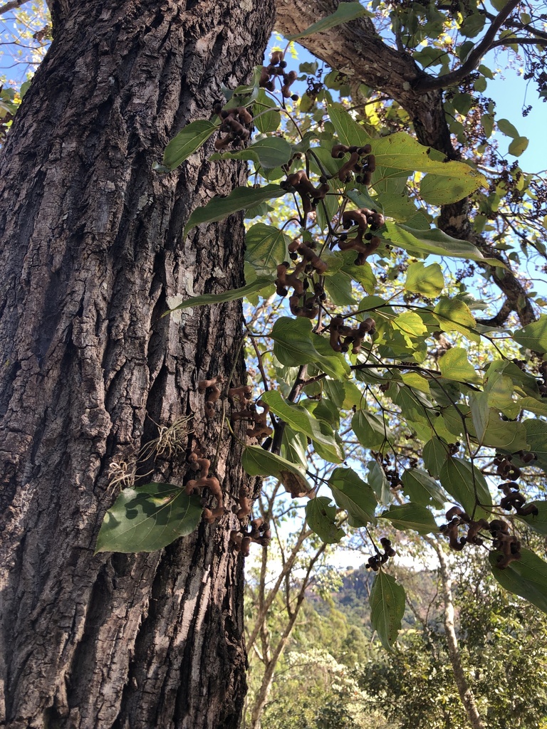 Japanese Raisin Tree from Paraisópolis, MG, BR on April 20, 2021 at 02: ...
