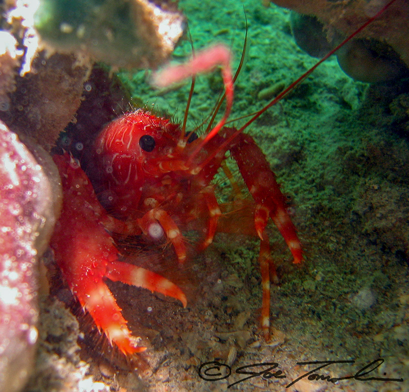 flaming reef lobster from Miami-Dade County, FL, USA on February 17 ...