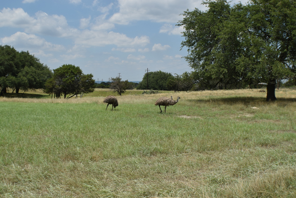 Emu from 2299 County Road 2008, Glen Rose, TX 76043, USA on June 8 ...