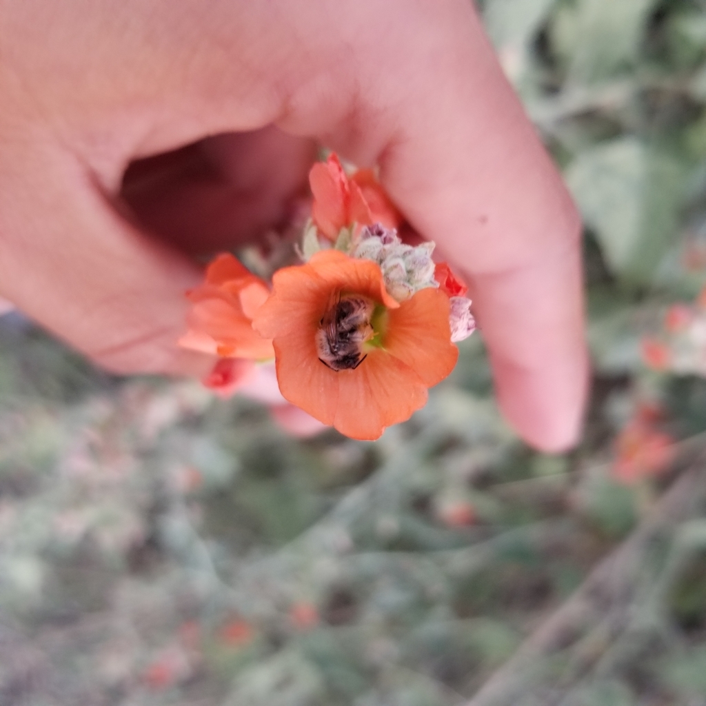 Globemallow chimney bees from Tucson, AZ 85745, USA on April 16, 2021 ...