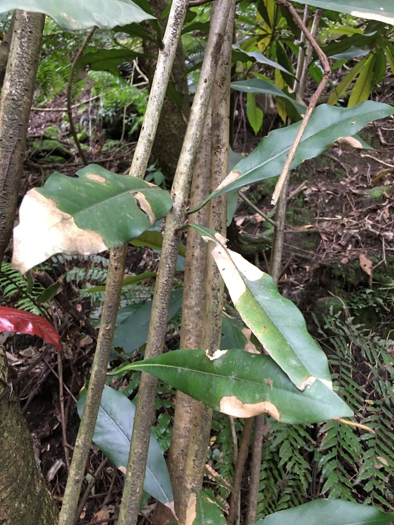 Large-leaved Nanmu from 金山區, TW on April 21, 2021 at 01:34 PM by 鳥咪美幸 ...