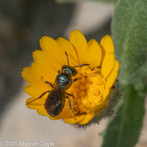 Bees from oria andalucia spain on March 25, 2021 at 02:39 PM by ...