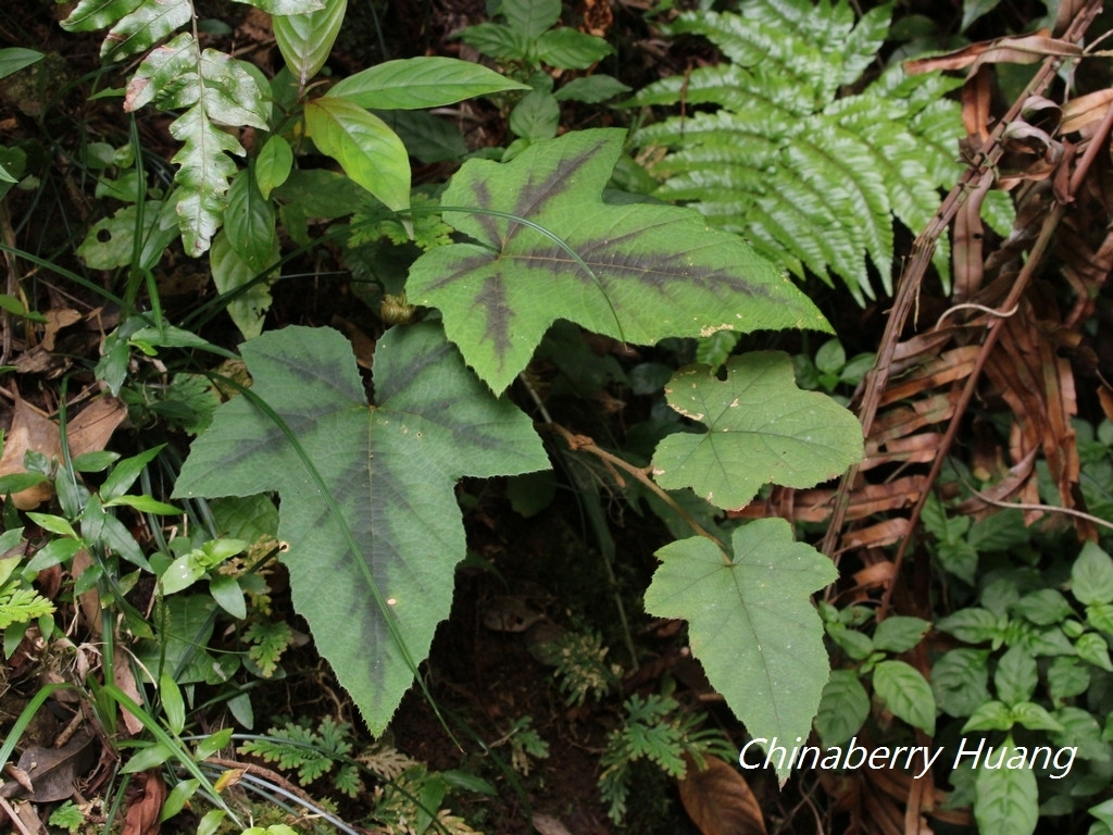 Rubus reflexus hui from 台灣宜蘭縣 on April 18, 2021 at 11:16 AM by Lijin ...
