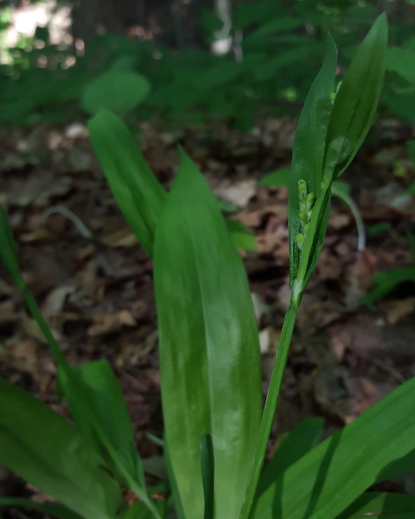 White Bear Sedge from South Hill, NY 14850, USA on June 13, 2018 by ...