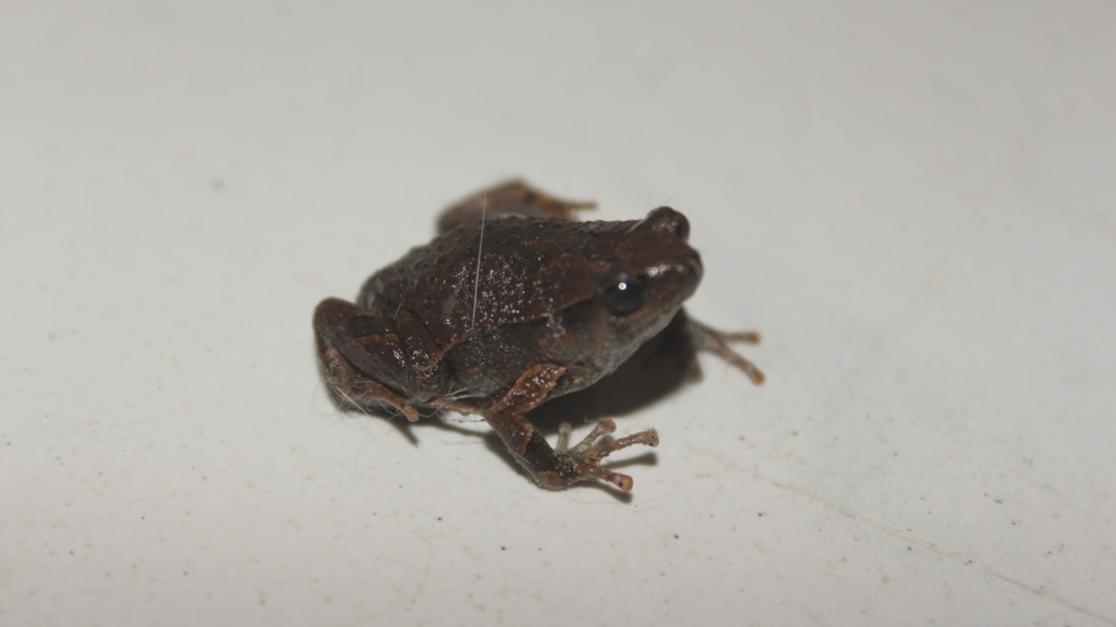 Slender-digit Chorus Frog from Alijis, Bacolod, Negros Occidental ...