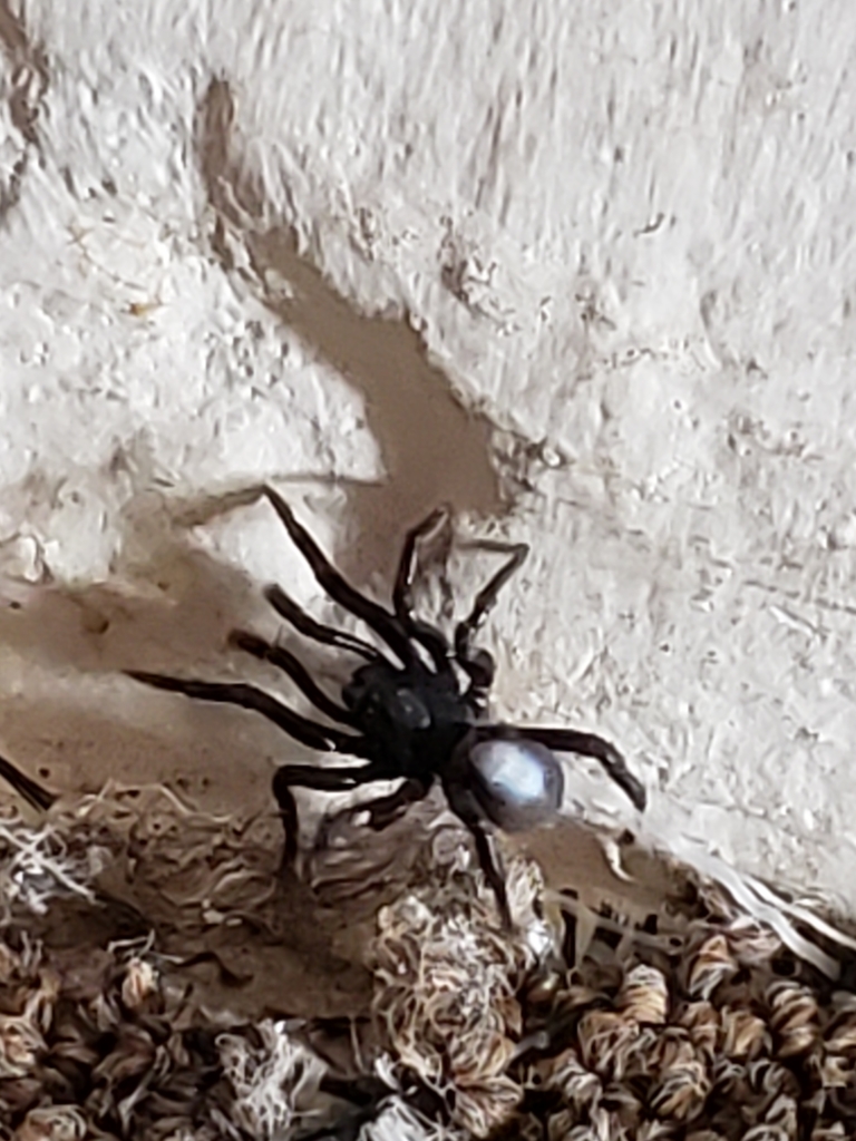 Ummidia from Montes de Amé, 97115 Mérida, Yuc., México on April 21 ...