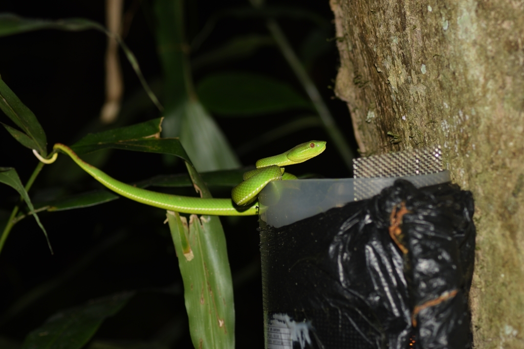 Pope’s Tree Viper from Xishuangbanna Tropical Botanical Garden （North ...