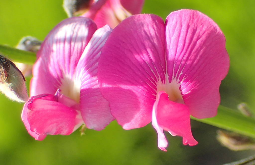 Tephrosia capensis capensis from Brenton-on-Sea on December 03, 2017 at ...