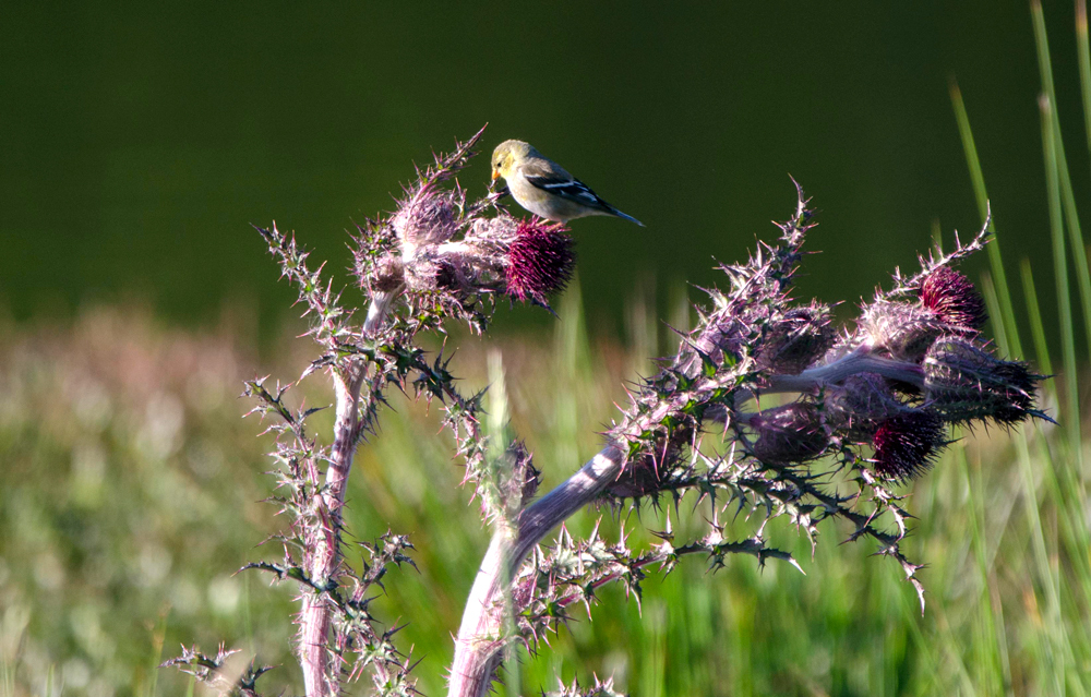 American Goldfinch from Walton County, GA, USA on April 20, 2018 at 08: ...