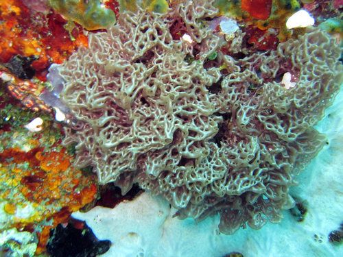 Clathrina purpurea · iNaturalist