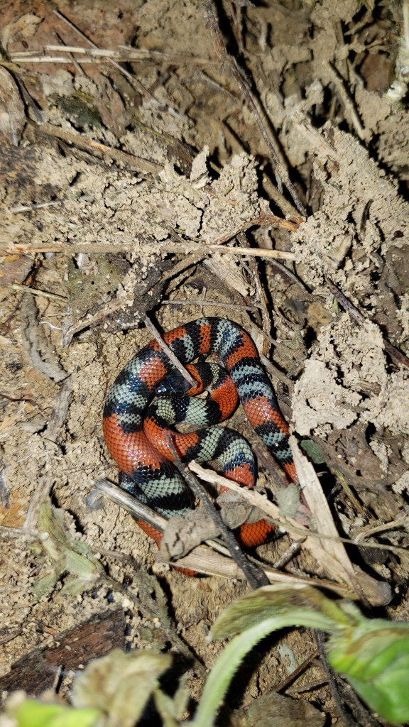 Guibe´s Flame Snake from Lassance - MG, 39250-000, Brasil on April 17 ...