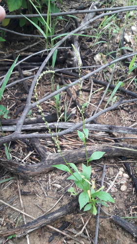 Microtea paniculata · iNaturalist