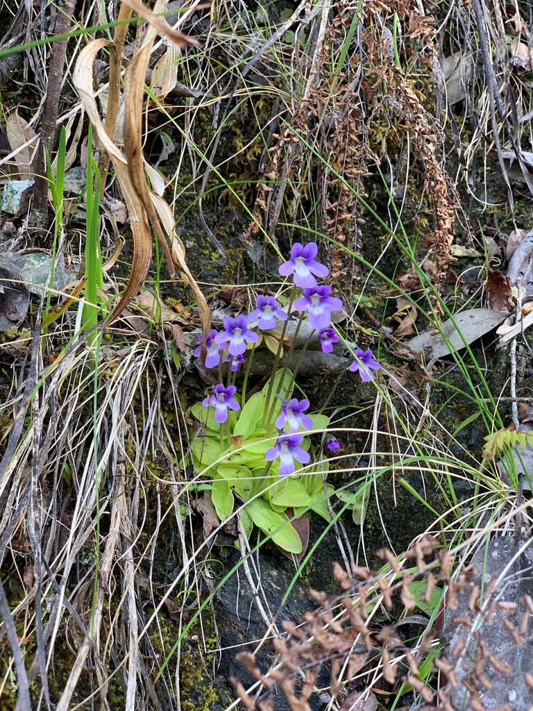horned butterwort in April 2021 by Ellie Rilla. Serpentine seep near ...
