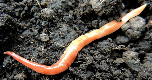 Australian Flatworm (Australoplana sanguinea) · iNaturalist Australia