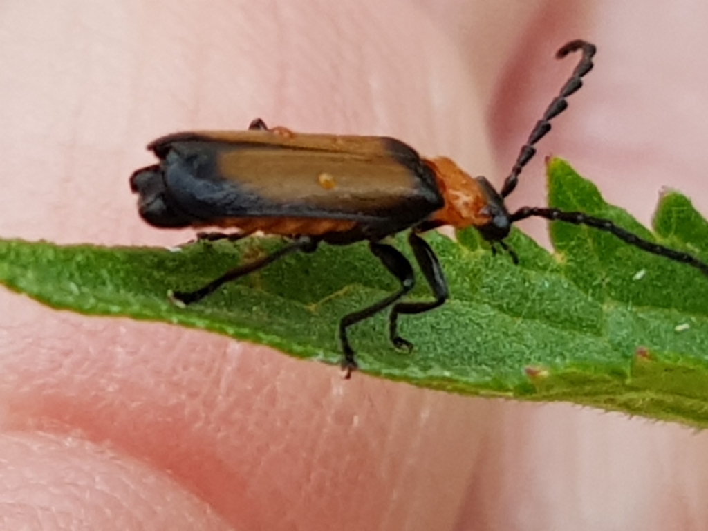 Sphaerarthrum in December 2017 by david_boccalatte. Field Notes - A ...