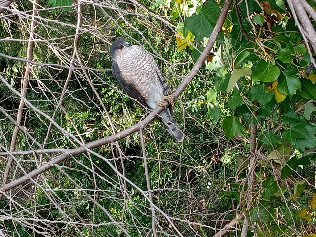 Sharp-shinned Hawk from Lions Gate Bridge Onramp @ Marine Dr, West ...