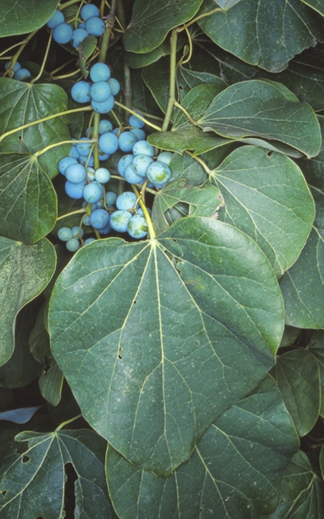 Big-Leaf Vine from Shoalhaven - Pt B, AU-NS, AU on January 23, 1998 at ...