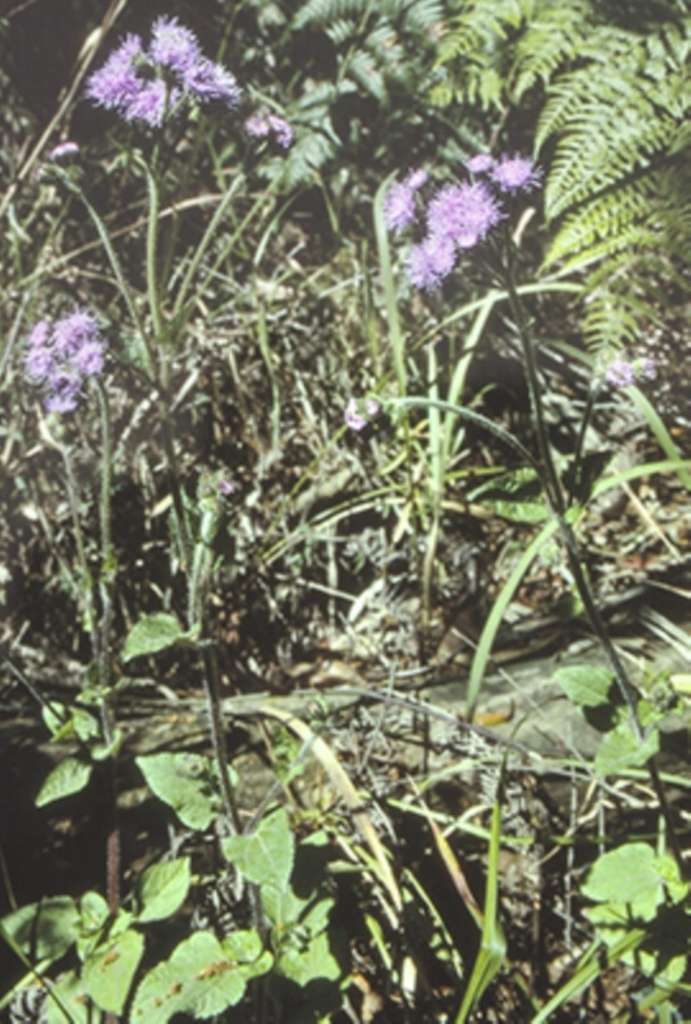bluemink from Shoalhaven - Pt B, AU-NS, AU on September 30, 1997 at 12: ...