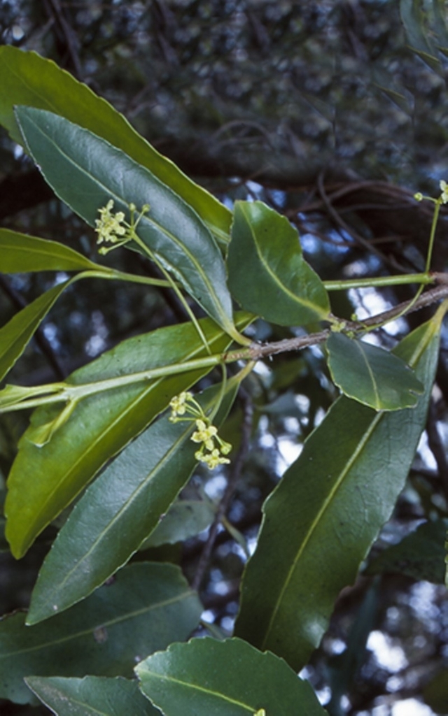 Elaeodendron australe australe from Eurobodalla, AU-NS, AU on October ...