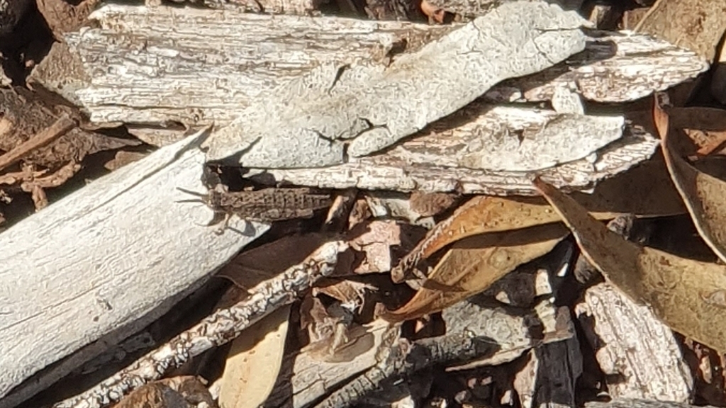 Bark-mimicking Grasshopper from Beaumont SA 5066, Australia on April 17 ...