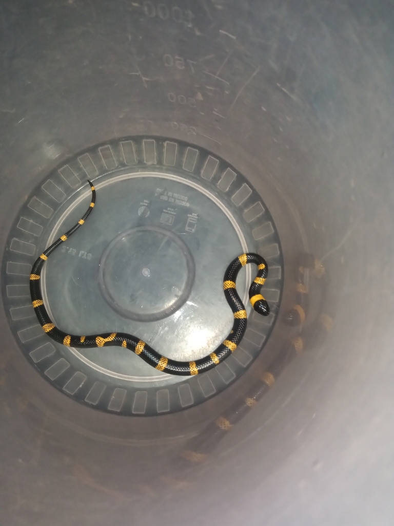 Terrestrial Snail Sucker from Agustin Millan, 94649 Córdoba, Ver ...