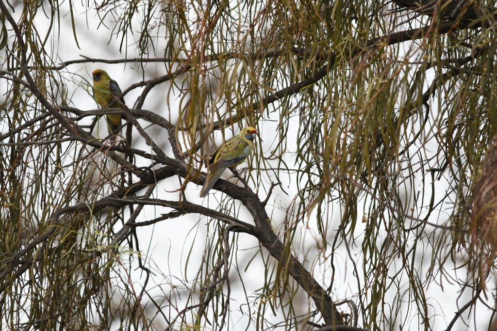 Yellow Rosella from Mungo National Park on April 21, 2021 at 03:23 PM ...