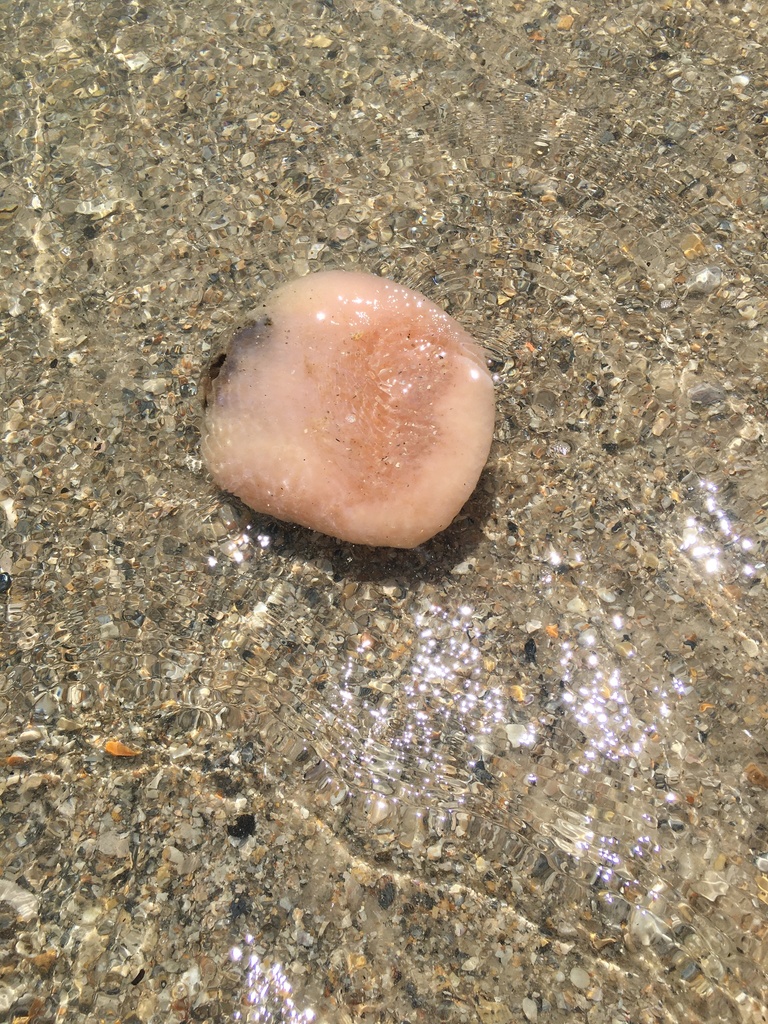 Atlantic Sea Pork from Gulf of Mexico, AL, US on April 21, 2021 at 01: ...