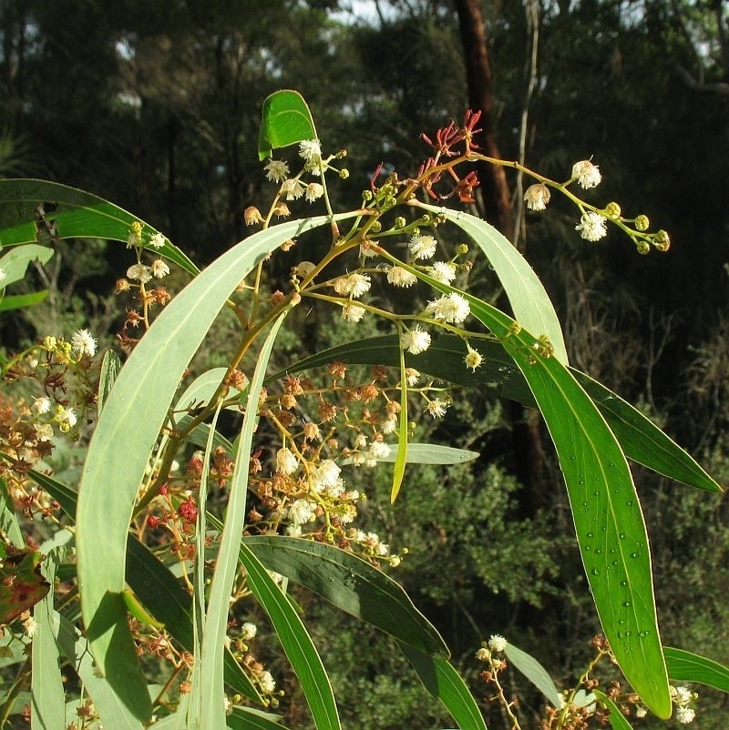 sickle wattle from Eurobodalla, AU-NS, AU on June 20, 2018 at 11:05 AM ...